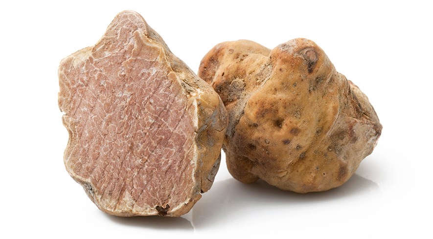 White Winter Truffle