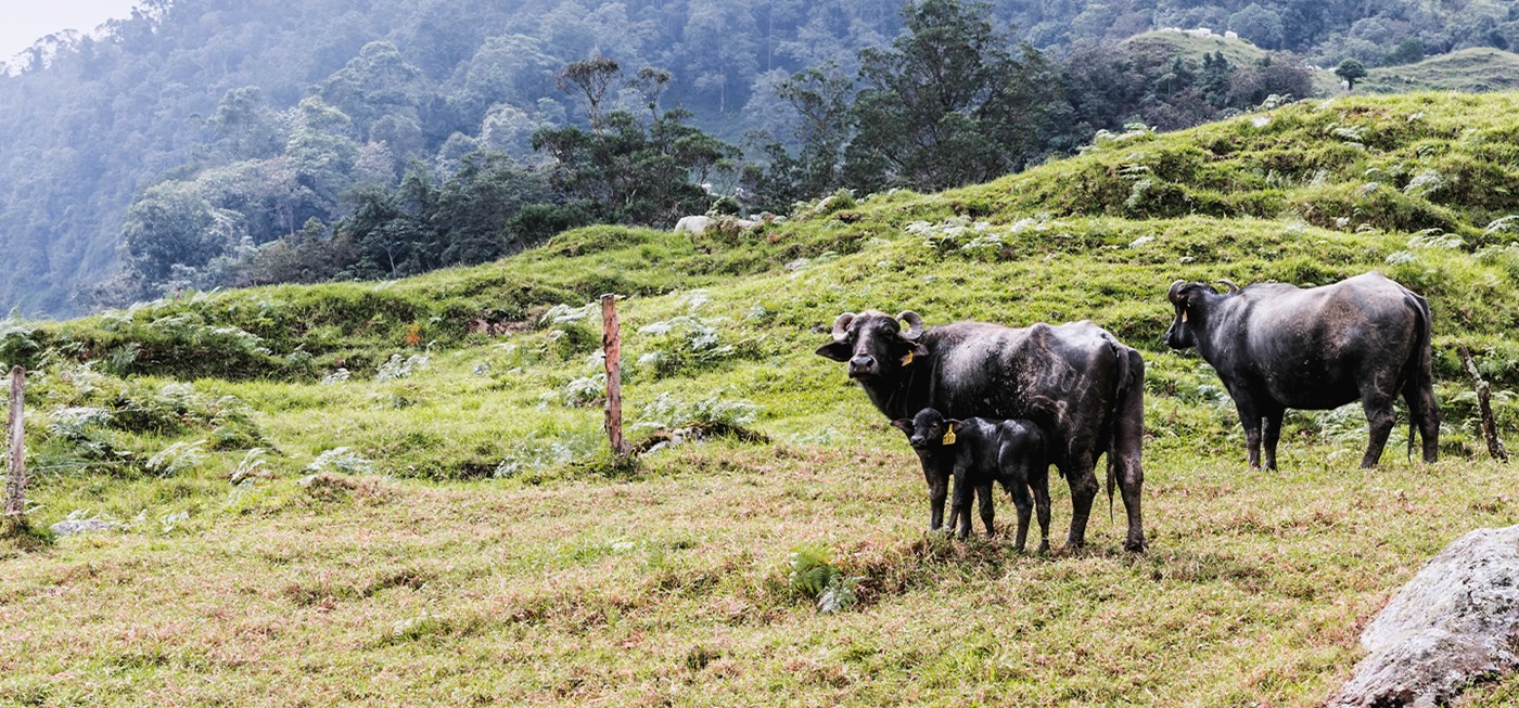 It All Starts with The Water Buffalo