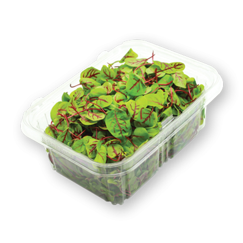 Micro Red Veined Sorrel