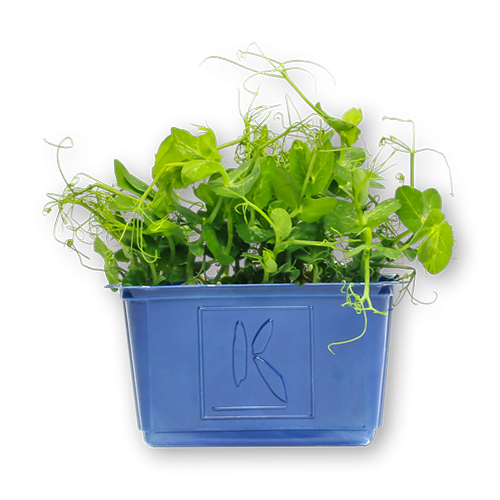 Affilla Cress Living Greens