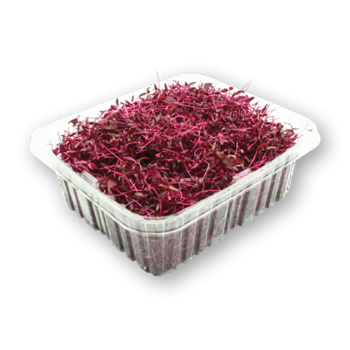 Red Amaranth Micro Greens