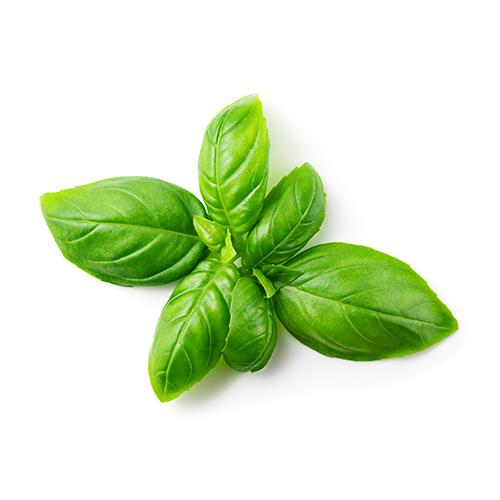Cut Top Basil