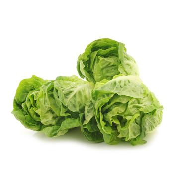Gem Lettuce