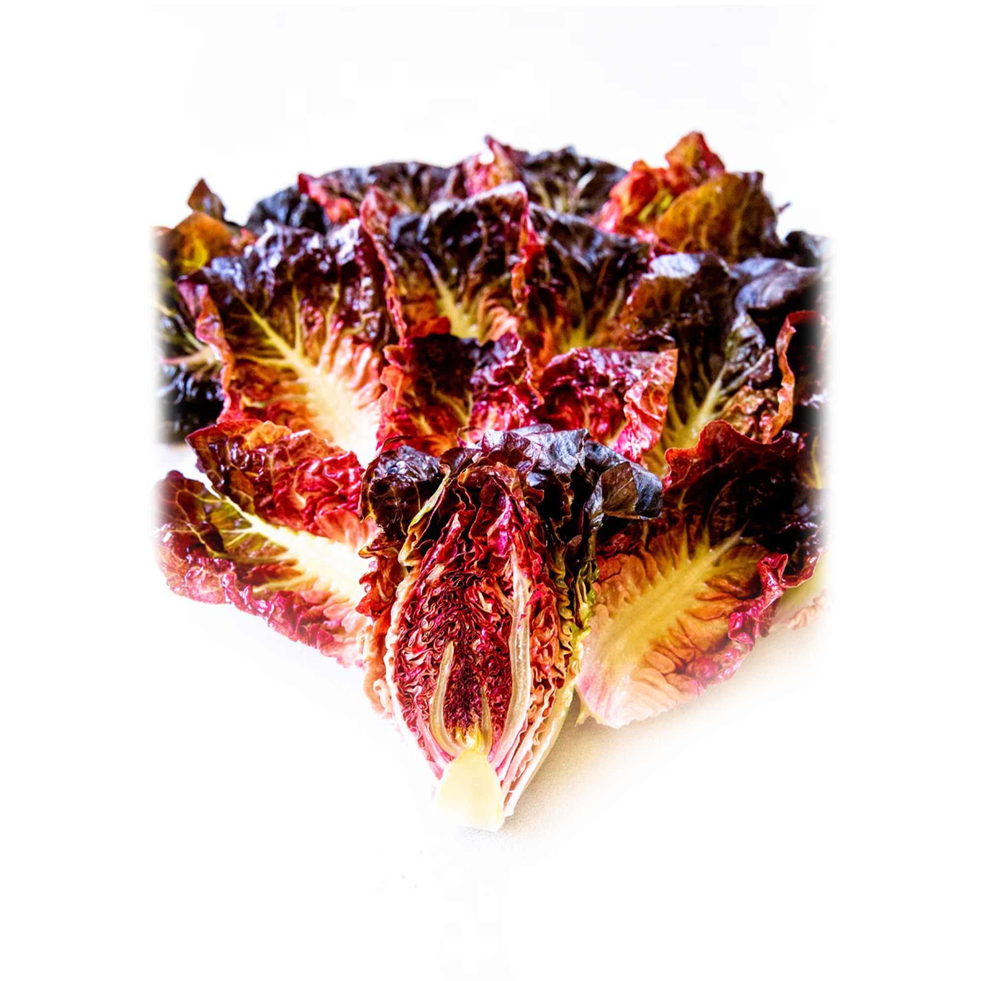 Pink Rhone Gem Lettuce