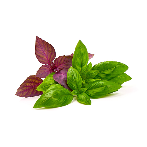 Micro Basil Blend
