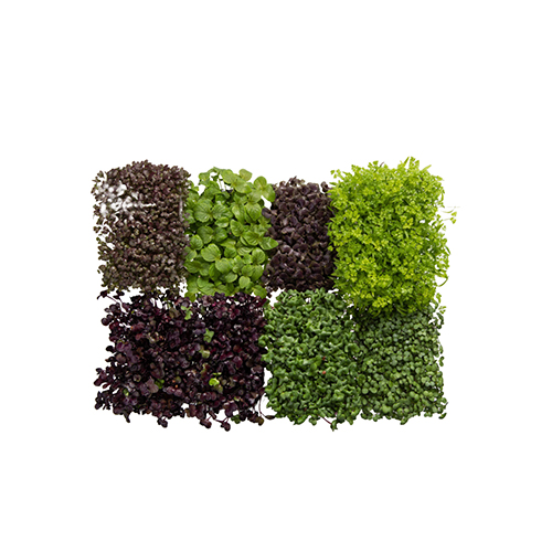 Sakura Mix Living Greens